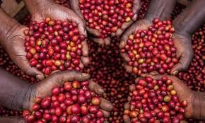 Harvest Money - Uganda's Premier Agricultural News & Insights