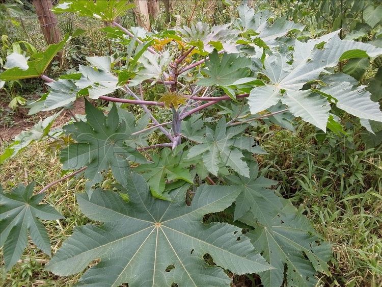 Harvest Money - Uganda's Premier Agricultural News & Insights