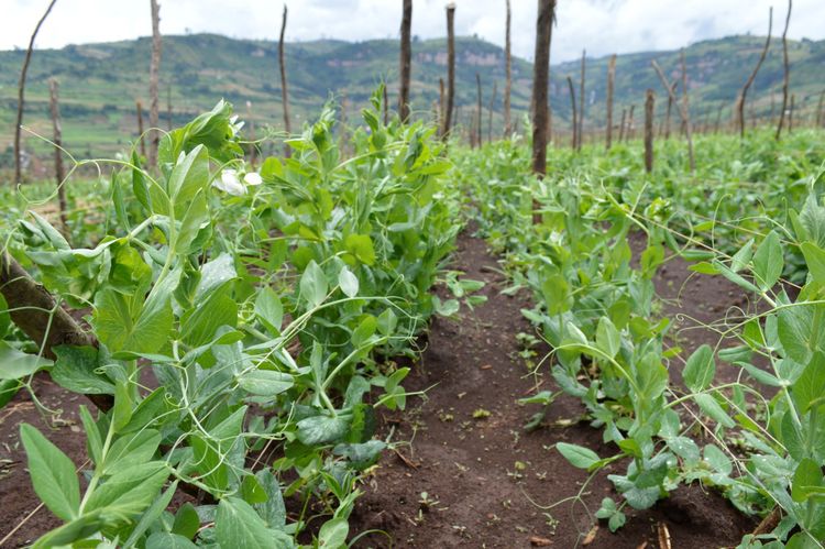 Harvest Money - Uganda's Premier Agricultural News & Insights