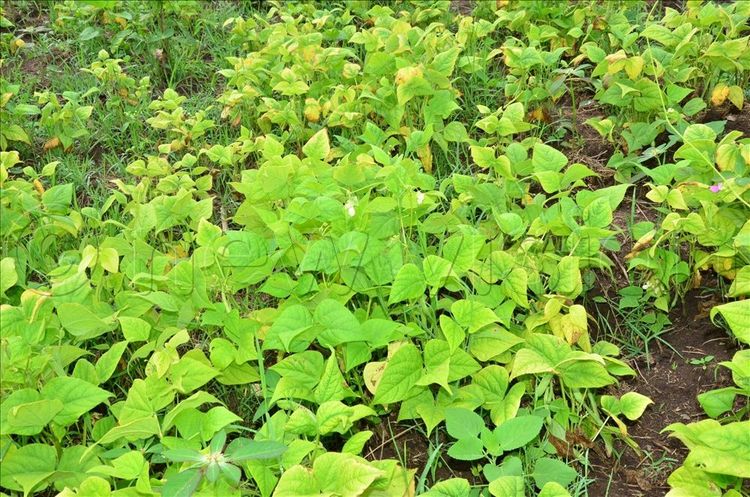 Harvest Money - Uganda's Premier Agricultural News & Insights